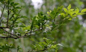 Why the Bilva Leaf is so sacred to Lord Shiva | Radiant Living